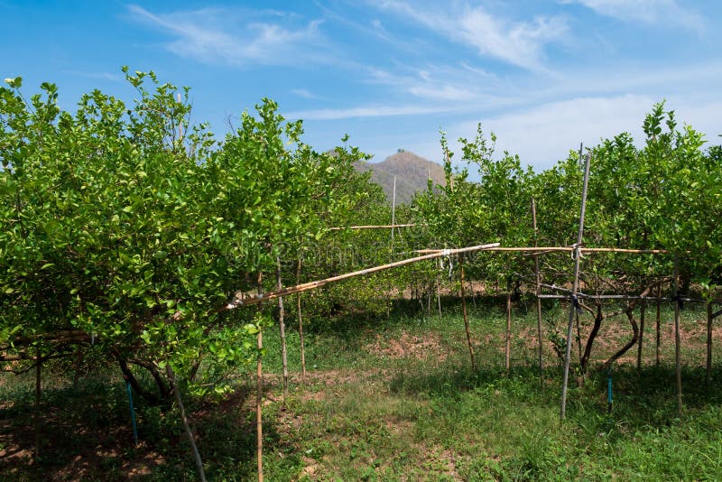 Fresh and Nature Lemon Tree Against Mountain and Blue Sky Stock Image ...