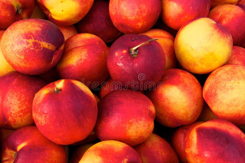 Fresh nectarines stock photo. Image of agriculture, objects - 15747572