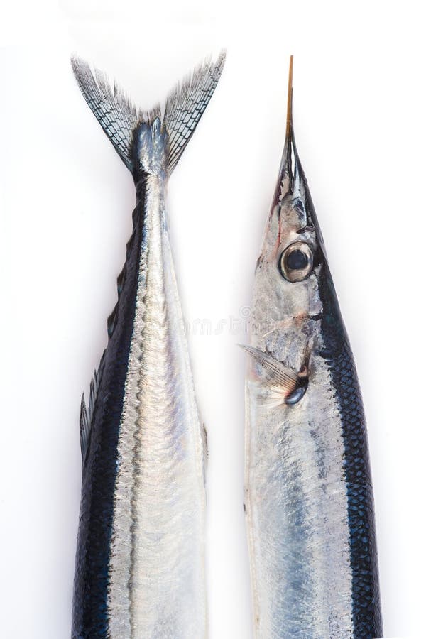 Fresh Needlefish for a Healthy Diet Stock Photo - Image of fish ...