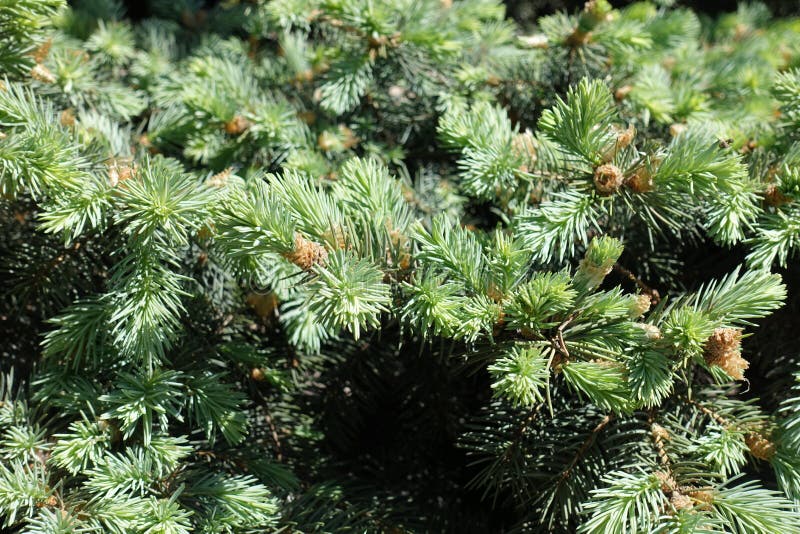Fresh Needles of Colorado Blue Spruce Tree Stock Photo - Image of ...