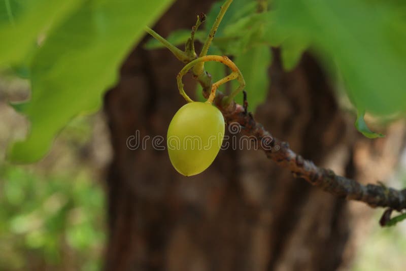 Fresh Neem Fruit on Tree with Leaf on Nature Background. Stock Image ...