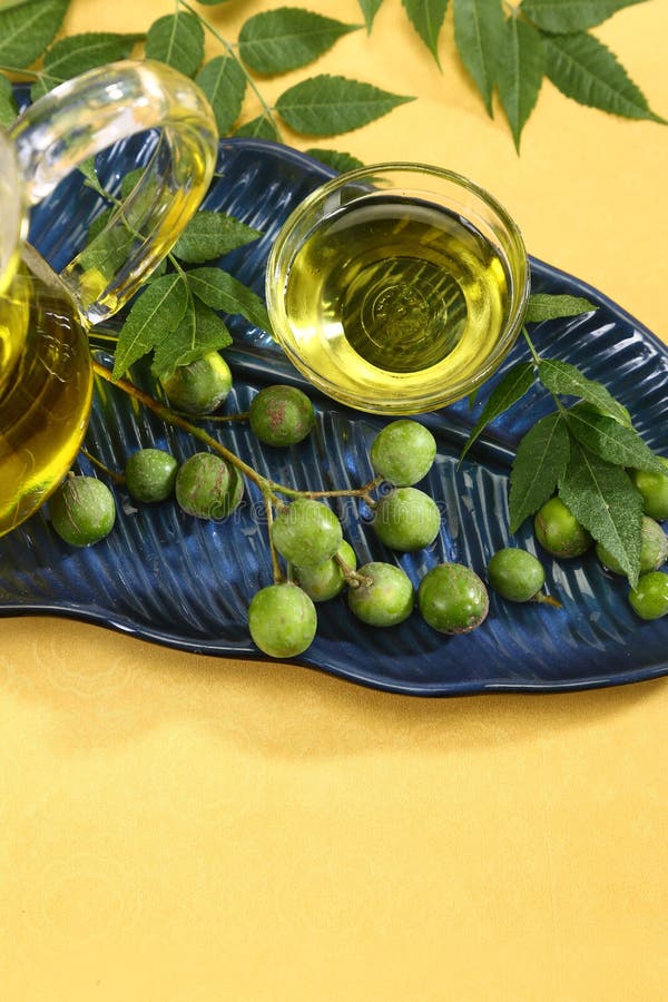 Fresh Neem Leaves with Oil stock image. Image of botanical - 99112917