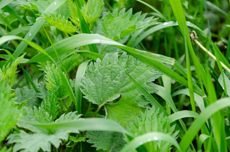Fresh Nettle in Green Grass Stock Photo - Image of botany, meadow ...