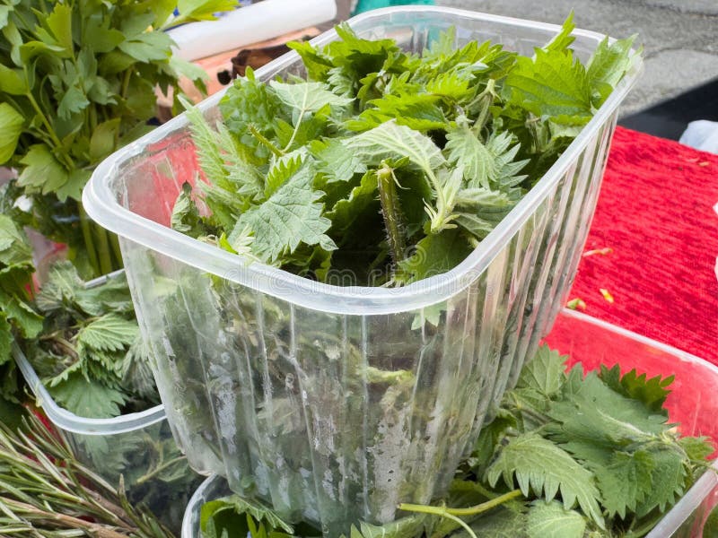Fresh Nettle Leaves in Plastic Container at Outdoor Market Display ...