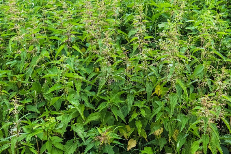 Fresh Nettle Plants in Close-up on a Sunny Summer Day Stock Photo ...