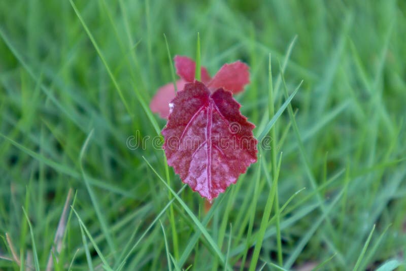 Fresh New Born Maple Leaf. Red Leaf of a Small Maple Tree Stock Photo ...