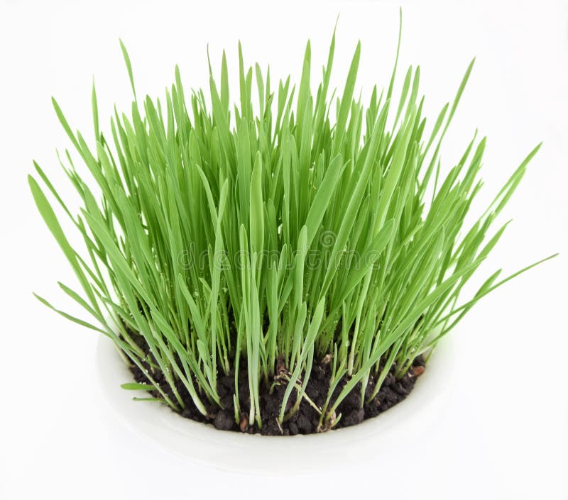 Tall Grass stock photo. Image of gramineae, stalks, monocotyledonous ...
