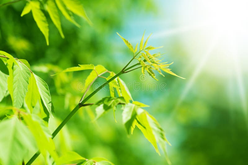 Fresh new green leaves stock photo. Image of beautiful - 29890494