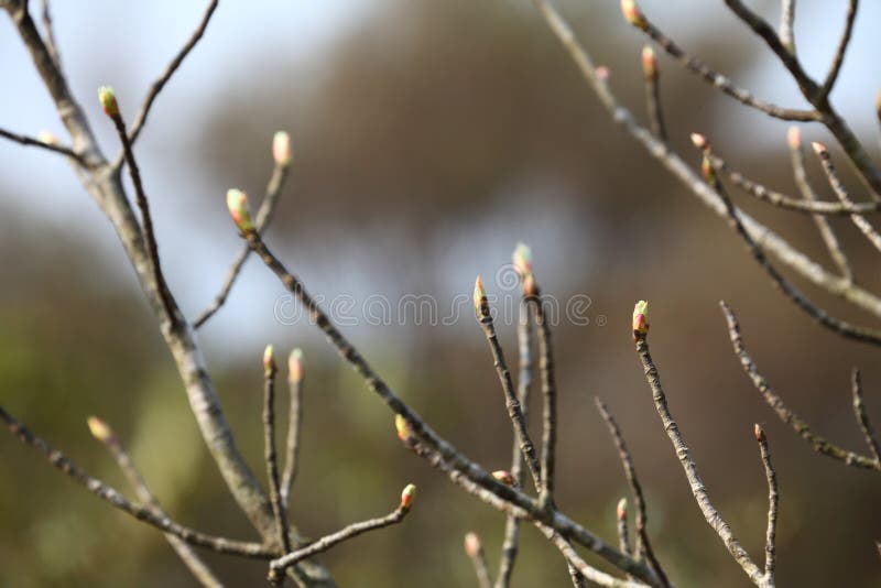 Fresh New Growth of Tree Buds during Dormant in Winter are Springing Up ...