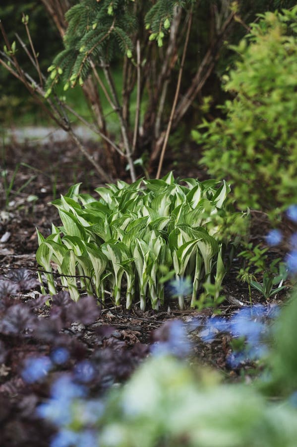 Fresh New Hosta Leaves Sprouting Early Spring Stock Photos - Free ...