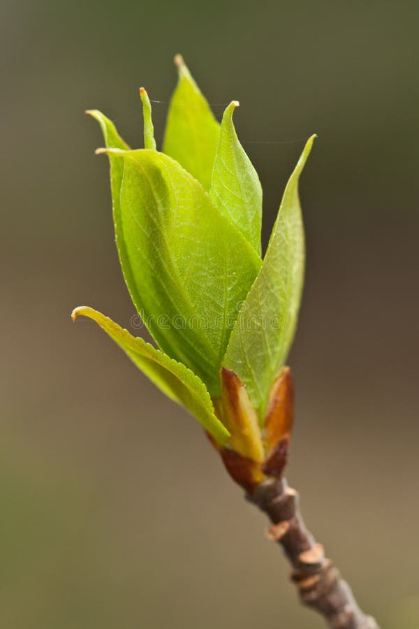 Fresh New Leaves Emerging in the Spring Stock Photo - Image of garden ...