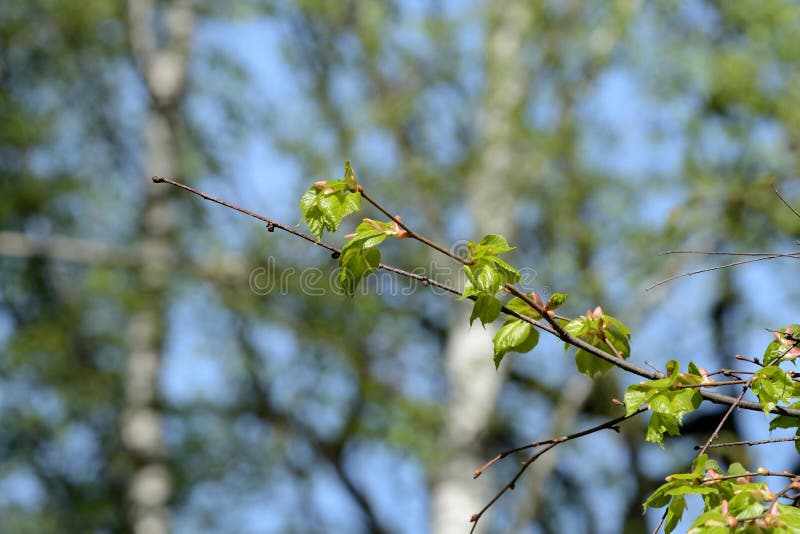 Fresh New Leaves on a Linden Tree on a Spring Day Stock Photo - Image ...