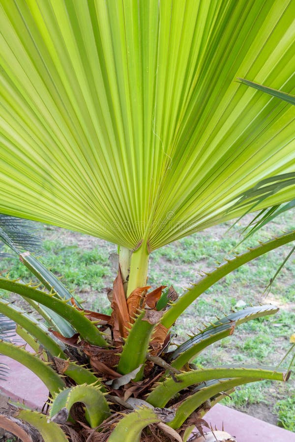 Fresh New Palm Leaf Growing on Palm Plant Stock Photo - Image of palm ...