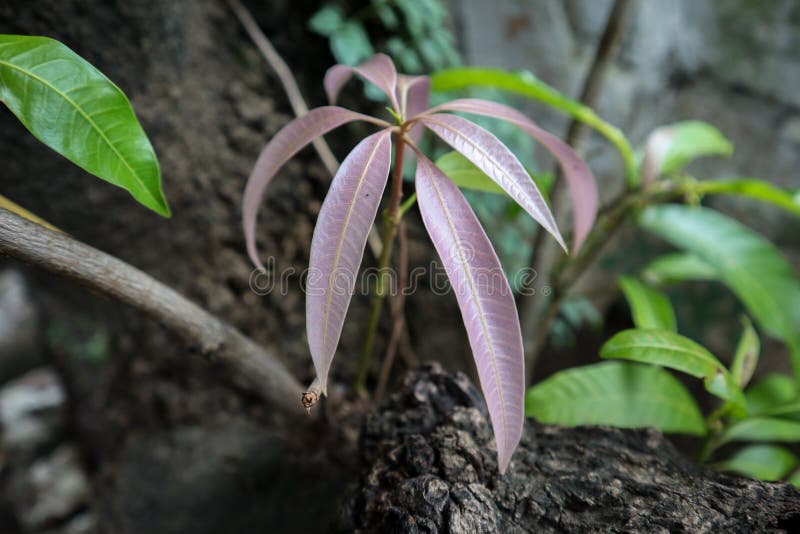 Fresh New Pink Leaves of Mango Tree. Stock Photo - Image of mangos ...