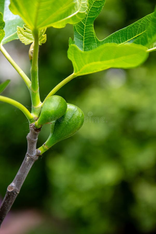 Fresh and Newly Growing Fig Fruits on the Tree in Spring Stock Photo ...