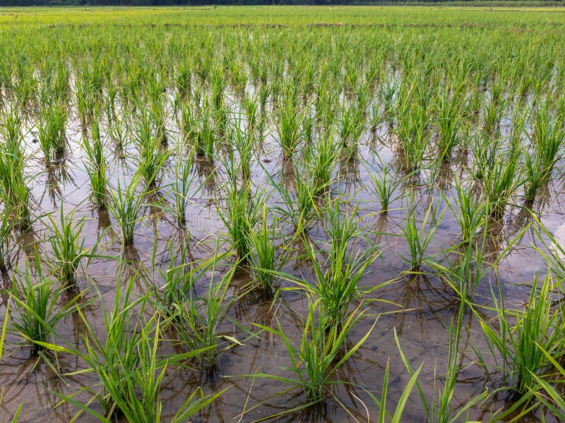 Fresh Newly Planted Rice Crop in the Field Stock Photo - Image of green ...