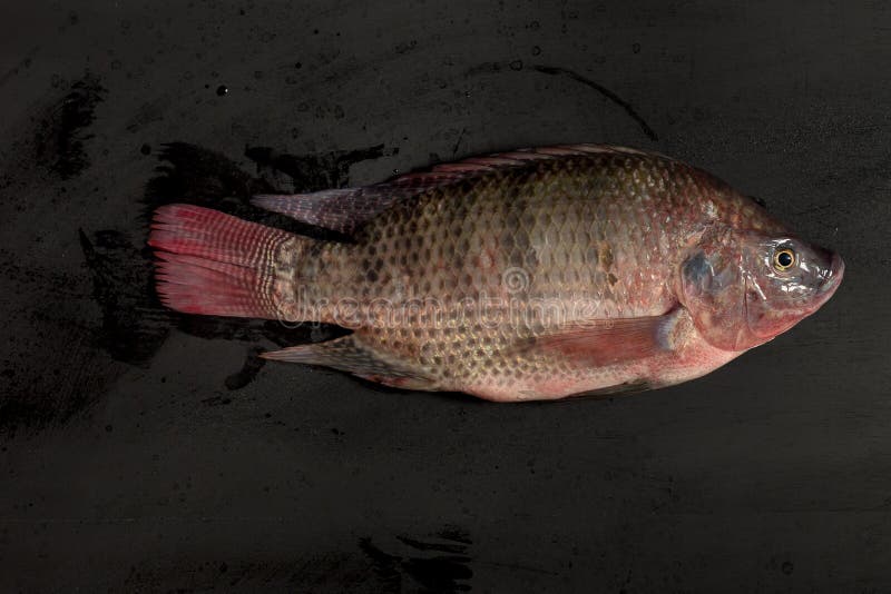 Fresh Nile Tilapia Mango Fish Nilotica Fish on Ice and Black Background ...