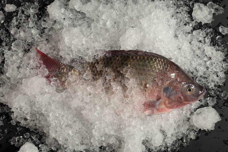 Fresh Nile Tilapia Mango Fish Nilotica Fish on Ice and Black Background ...