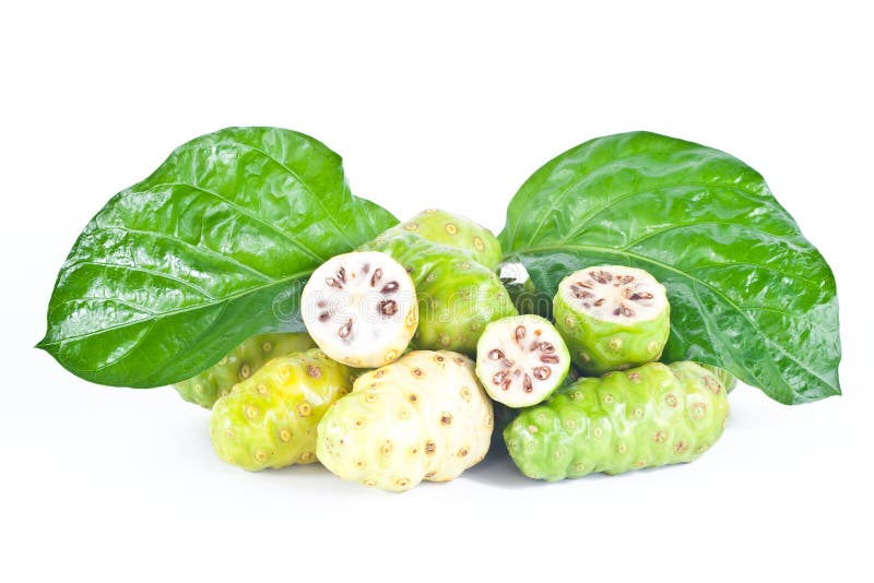 Fresh noni fruit stock image. Image of citrifolia, bitter - 20457551