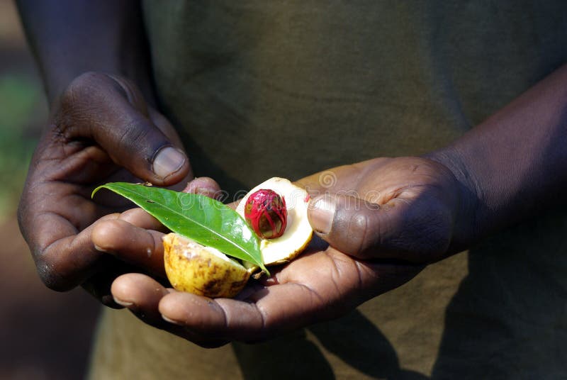 Nutmeg Fruit Cut Open stock image. Image of spice, hold - 48395793