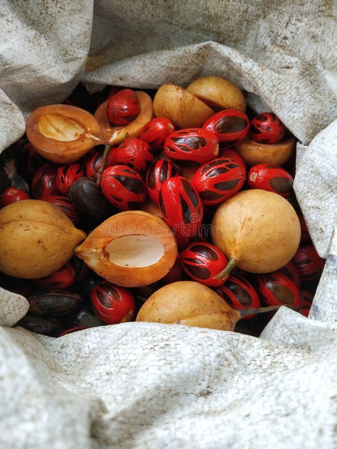 Fresh Nutmeg Harvest Whole Nutmeg Fruits and Seeds Stock Photo - Image ...