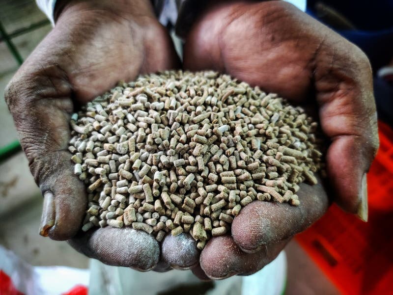 Fresh and Nutritious Floating Shrimp Feed Fish Feed in Hand HD Stock ...