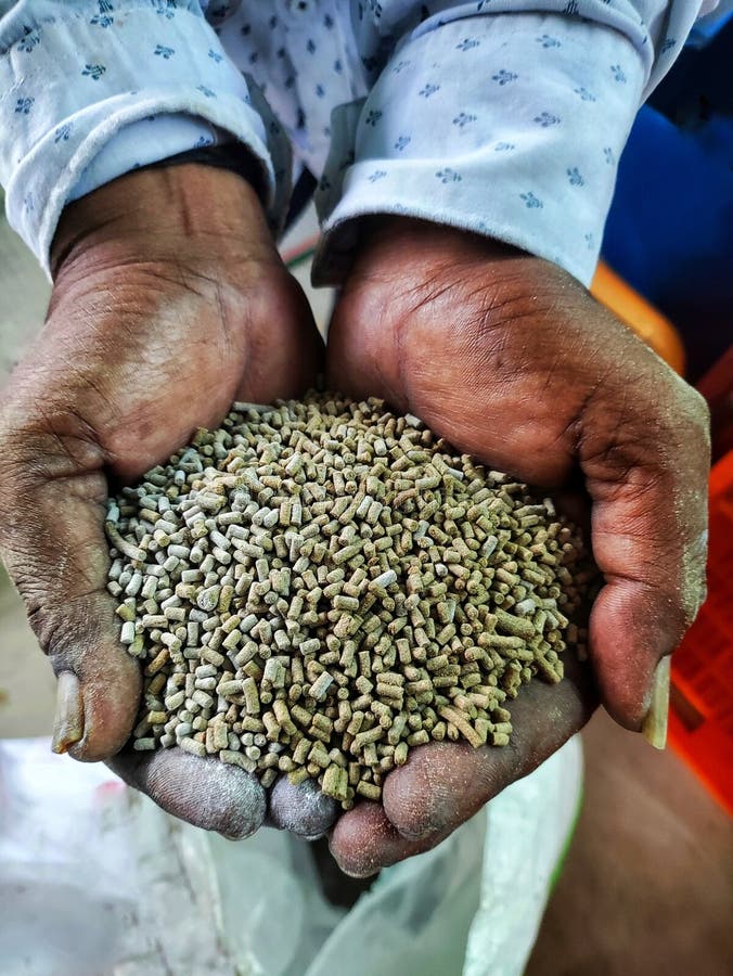 Fresh and Nutritious Floating Shrimp Feed Fish Feed in Hand HD Stock ...