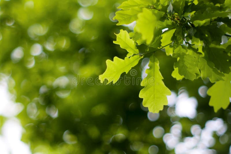 Fresh Leaves Spring Free Stock Photos & Pictures, Fresh Leaves Spring ...