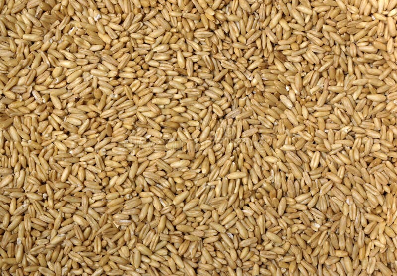 Fresh Oat Kernels stock image. Image of organic, natural - 10507451