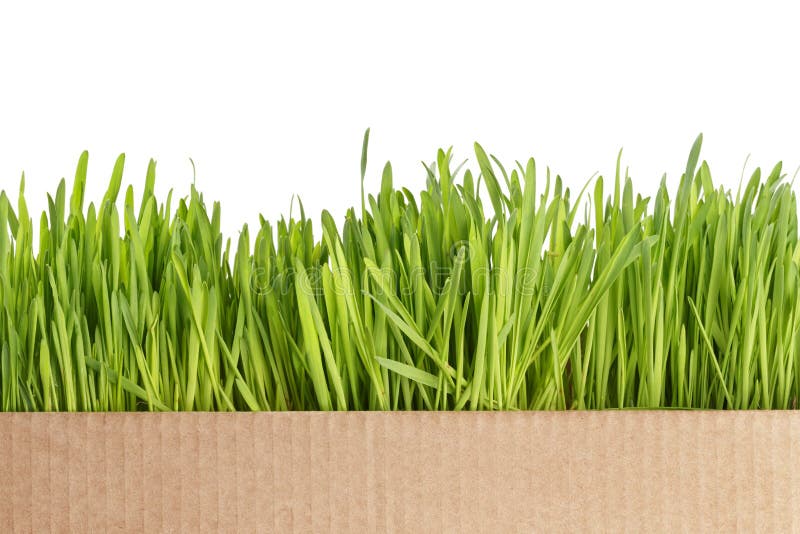 Fresh Oat Sprouts Border in Box Stock Image - Image of agriculture ...