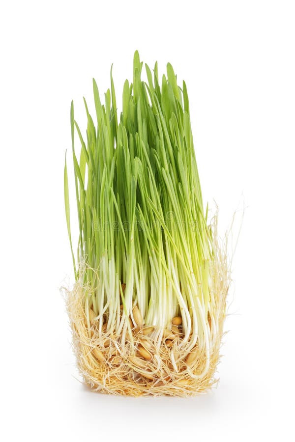 Fresh Oat Sprouts for Cats or Humans Stock Image - Image of seed, food ...