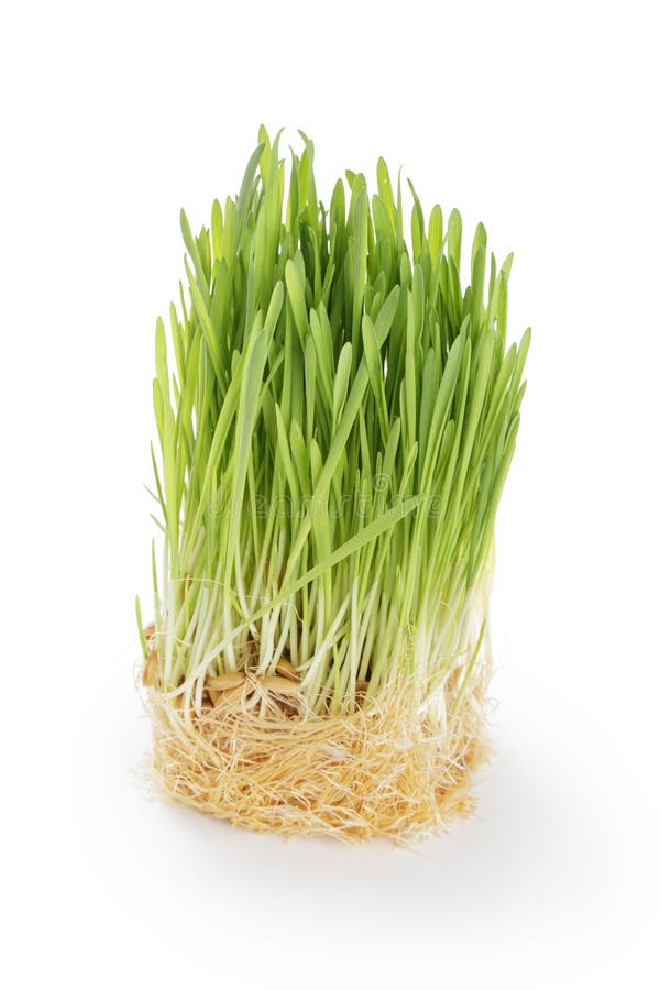Fresh Oat Sprouts for Cats or Humans Stock Photo - Image of sprout ...