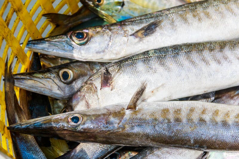 Fresh Obtuse Barracuda Fish Stock Photo - Image of healthy, fillet ...