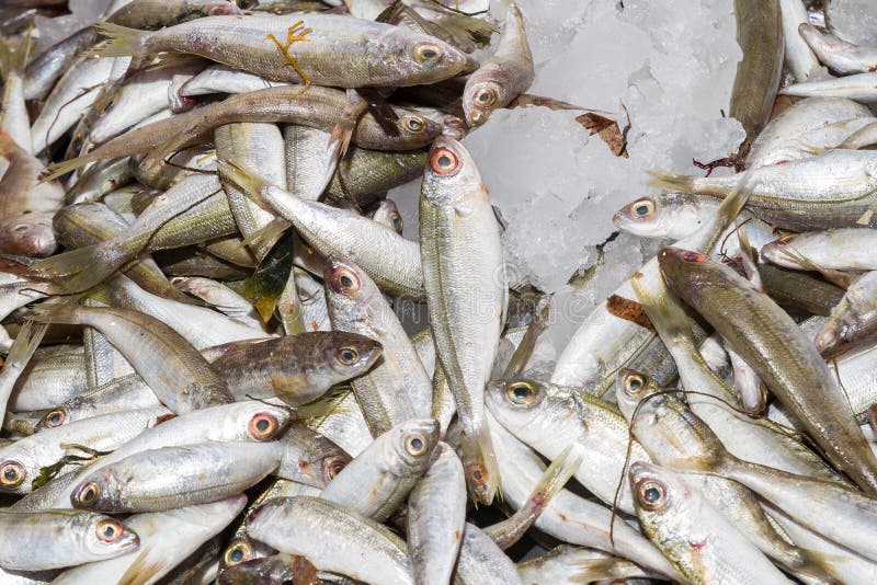 Bogue fish catch for sale stock image. Image of healthy - 27450585