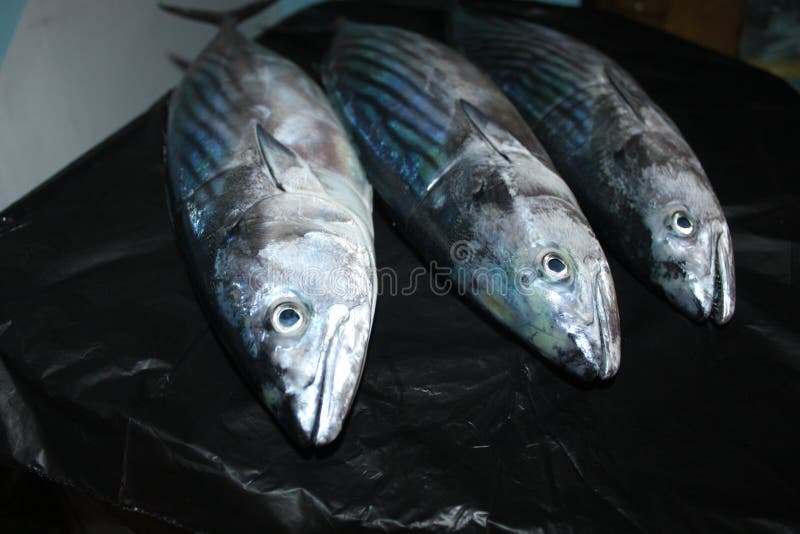 The fresh ocean fish . stock photo. Image of fresh, underwater - 265119160