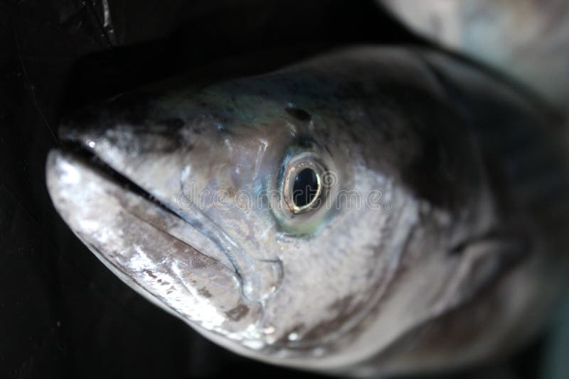 The fresh ocean fish . stock image. Image of underwater - 265119605