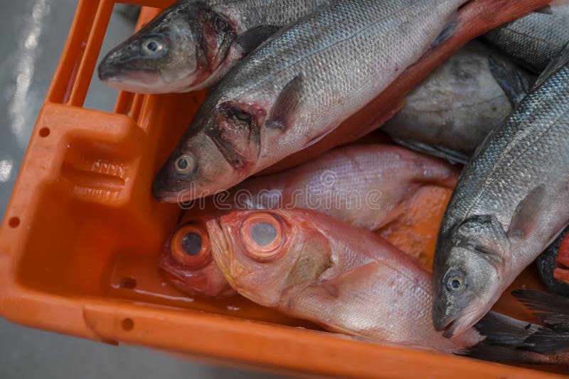Fresh Ocean Fish in a Plastic Crate. Stock Image - Image of dinner ...