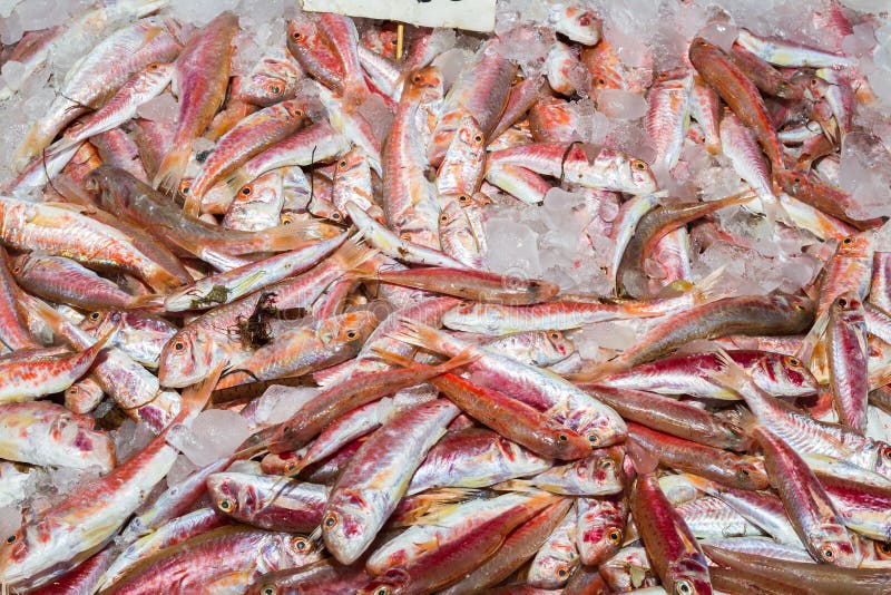 Fresh from the Ocean Red Fish Variety. Stock Image - Image of ...