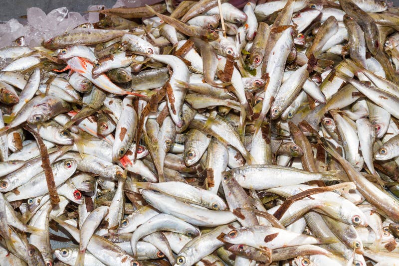 Fresh from the Ocean Smelts Fish Catch Stock Image - Image of fishery ...