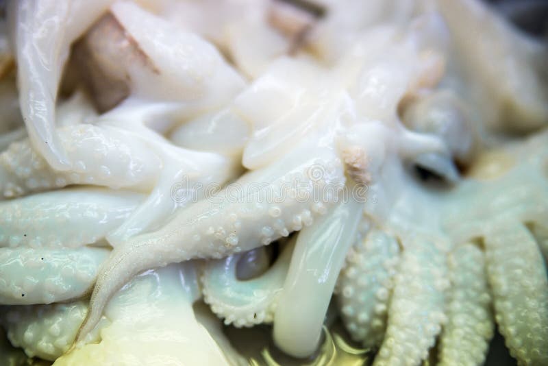 Fresh Octopus and Cuttlefish in Market Stock Photo - Image of fish ...