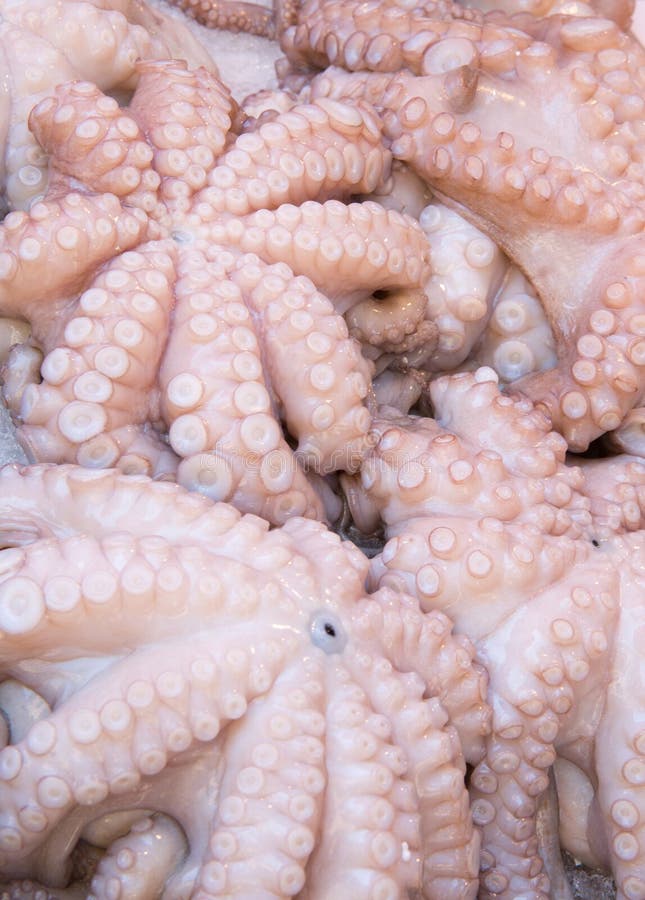 Fresh octopus stock photo. Image of food, seashells, freh - 42952488
