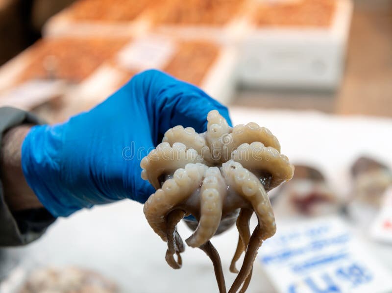 Fresh Octopus at the Fish Market Stock Photo - Image of gourmet, animal ...