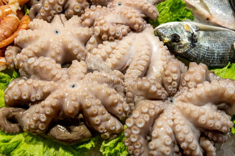 Fresh Octopus on Fish Market Stock Photo - Image of protein, closeup ...
