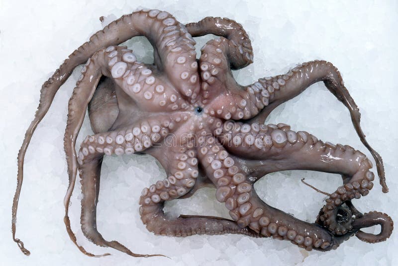 Fresh octopus stock image. Image of complete, cold, mollusc - 48250429