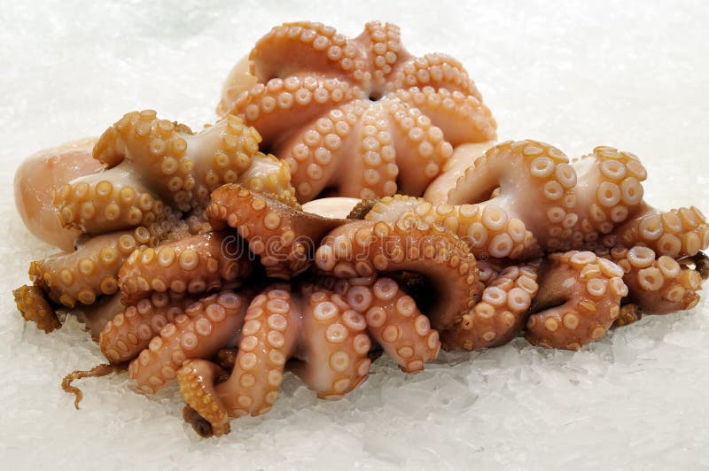 Fresh Octopus on ice stock photo. Image of prepared, delicacy - 61581310