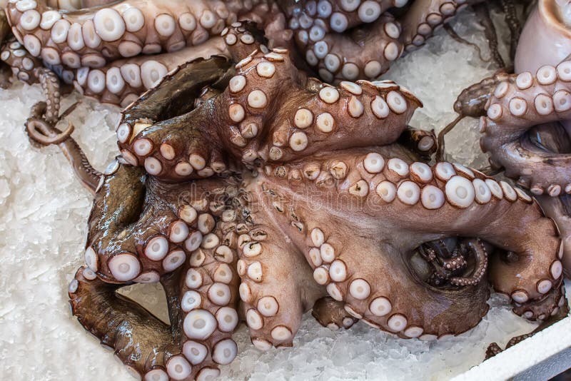 Fresh Octopus on Ice at the Fish Market Stock Image - Image of cold ...