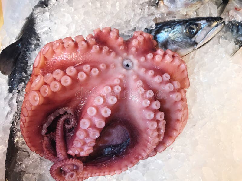 Fresh Octopus on Ice at a Fish Market in Istanbul, Turkey. Stock Image ...