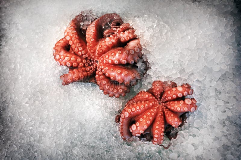 Fresh octopus in ice stock image. Image of fishing, filtered - 91398223