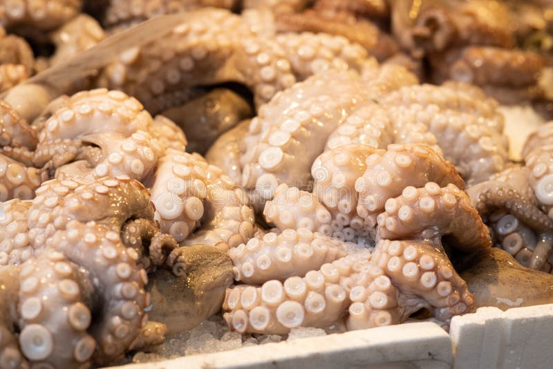 Fresh Octopus Lying on a Table, Market in Venice Stock Photo - Image of ...