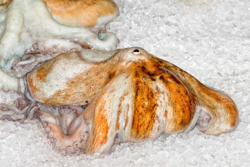 Raw Octopus at the Market stock image. Image of seasonal - 77921755